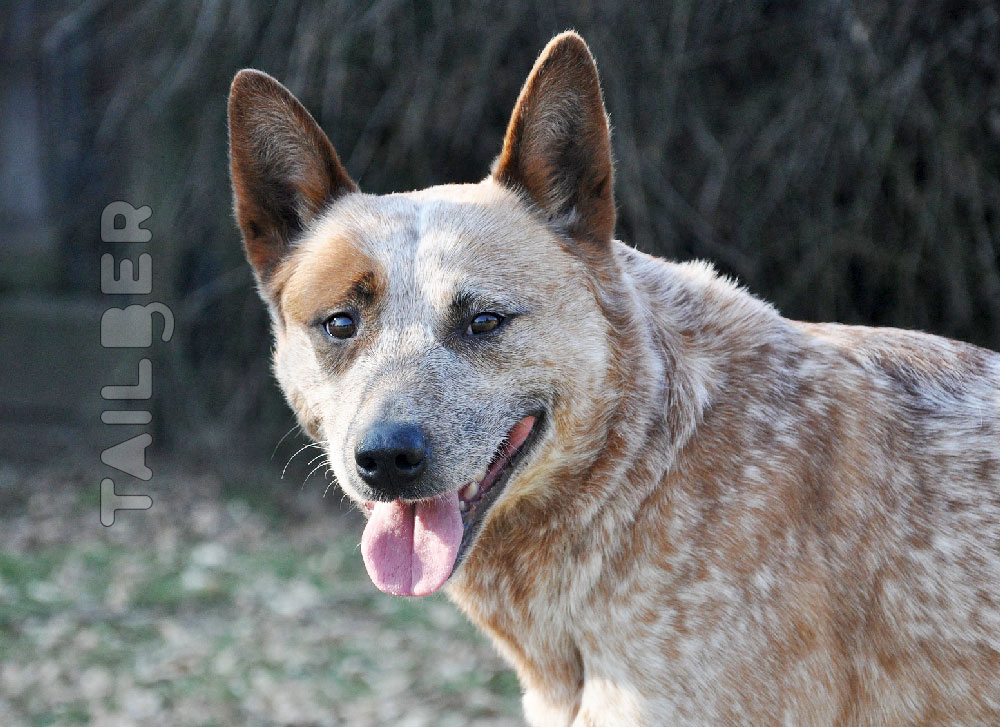 Australian Cattle Dog