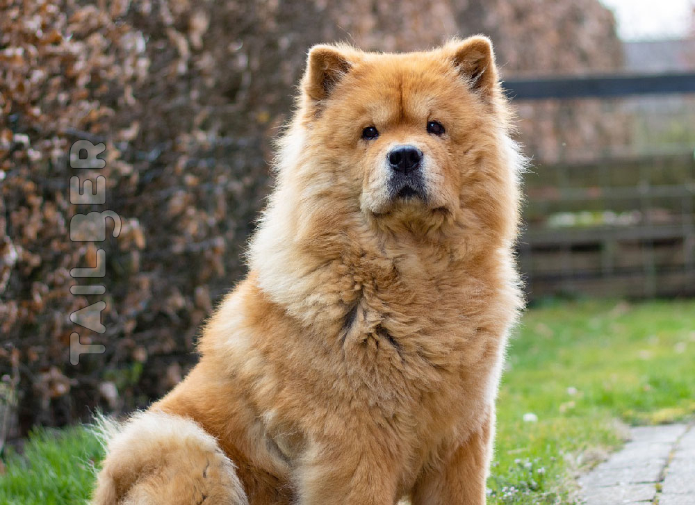 Chow Chow