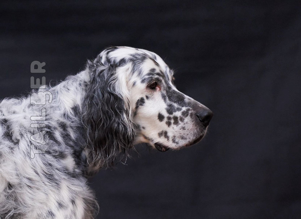 English Setter