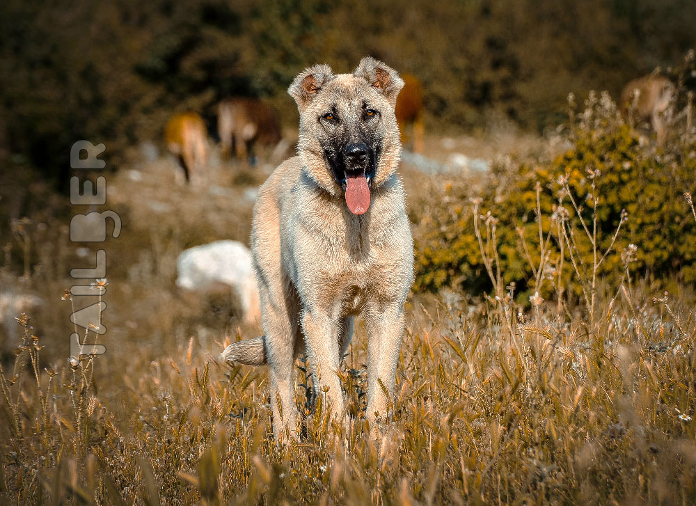 Kangal Shepherd Dog